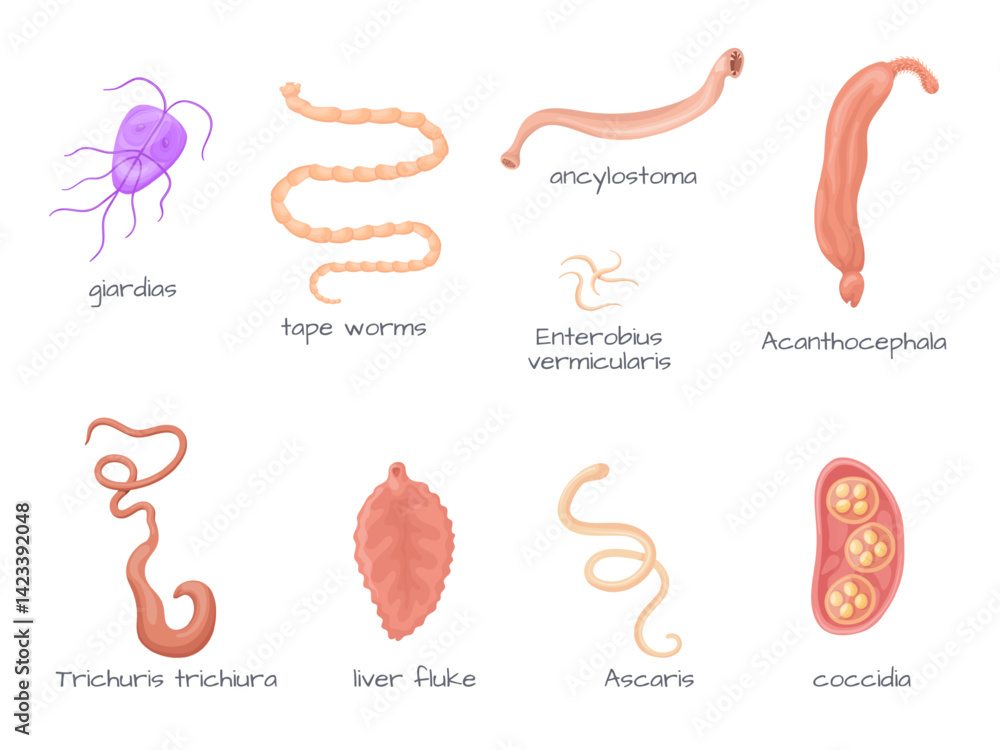 Human parasites. Intestinal parasite body anatomy, parasitic worm ...