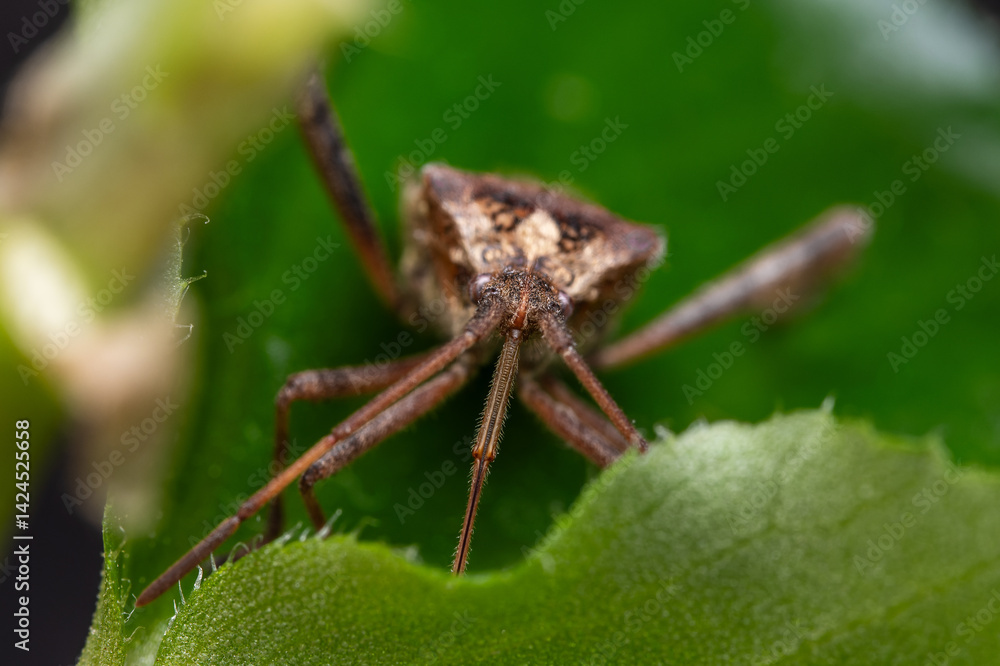Punaise américaine du pin Leptoglossus occidentalis sur plante d ...
