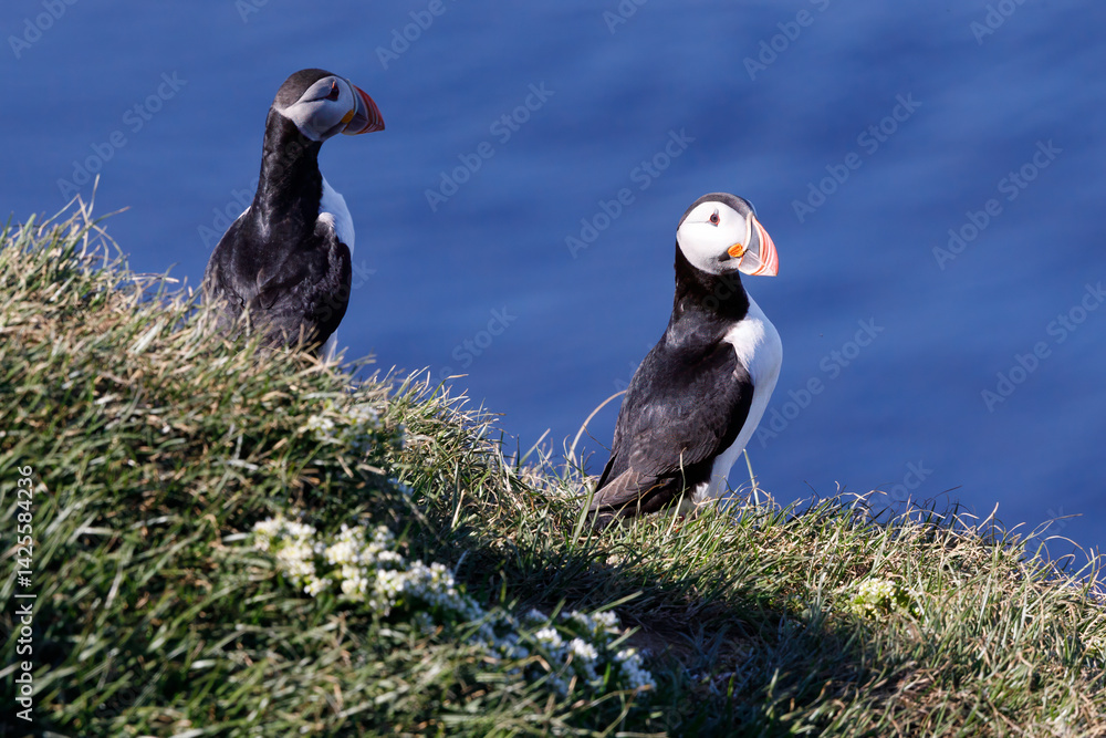 Two atlantic puffins on grass covered cliff looking right with the sea ...