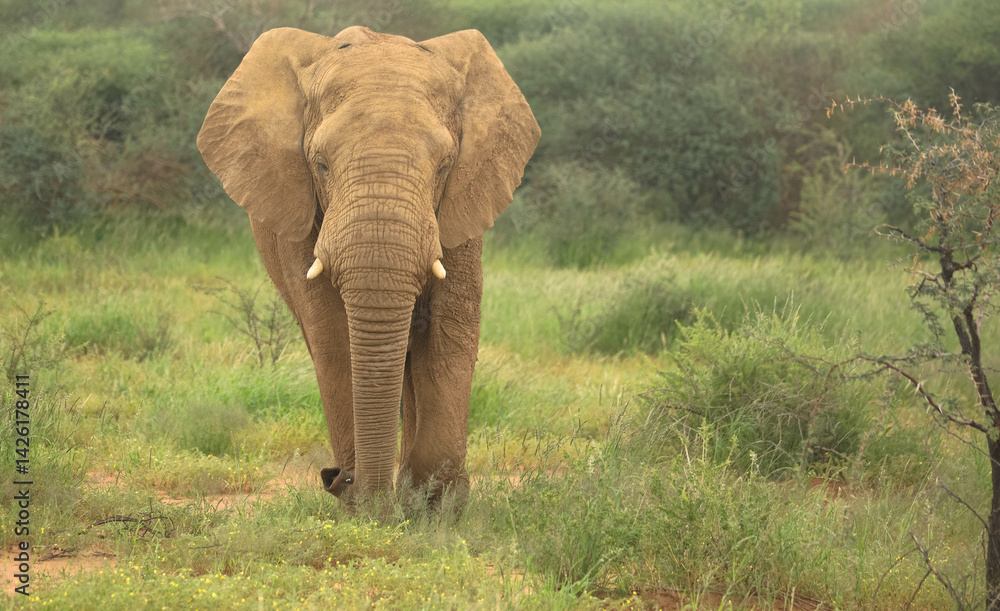 African elephant walking through grassland in a Namibian national park ...