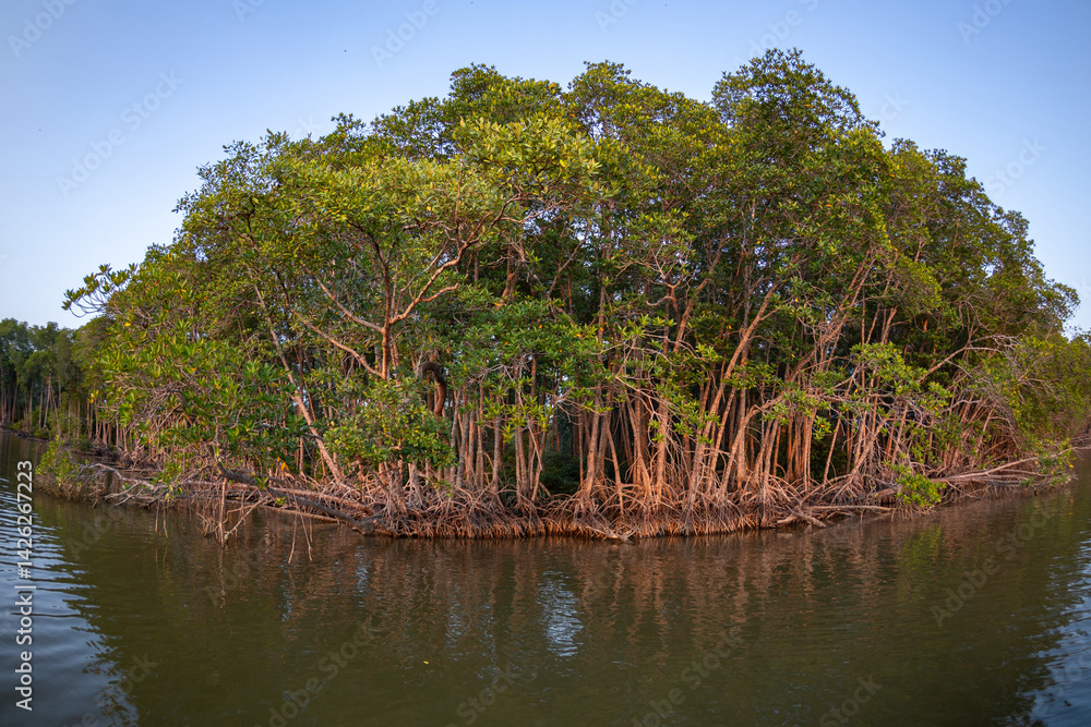 Mangrove tree water roots forest wetlands nature river tropical coastal ...