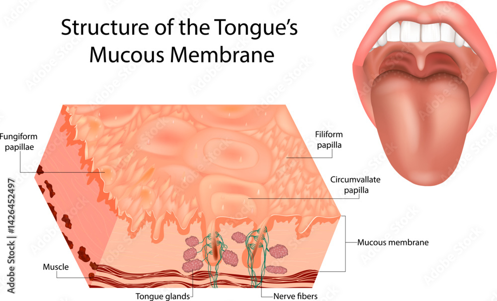 Cross-Sectional Anatomy of Tongue Mucosa with Papillae and Nerves. Human Tongue Structure ...