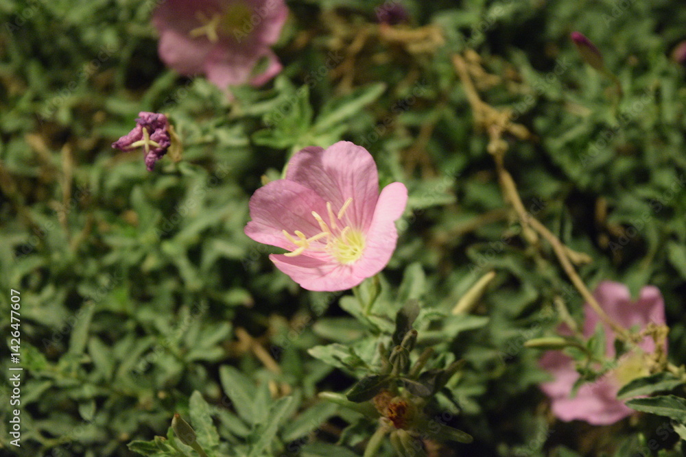Tehran City the Capital of Islamic Republic of Iran, Park, Buildings ...