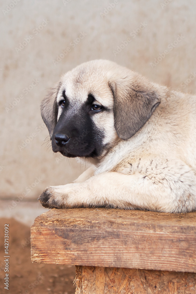 Turkish Shepherd Kangal Puppies. Portrait of a Kangal puppy showing all ...