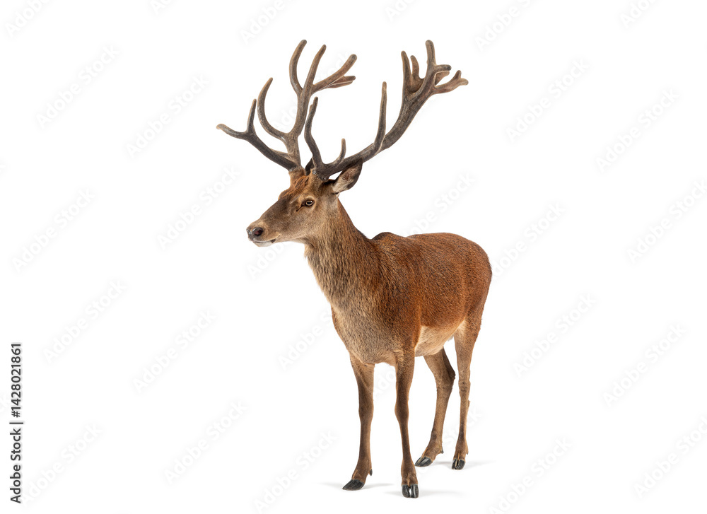 Red deer stag standing on white background showing antlers Stock Photo ...