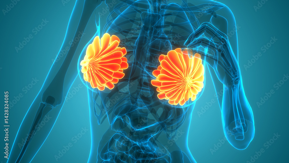 Female Internal Organs Mammary Glands Anatomy Stock Illustration ...