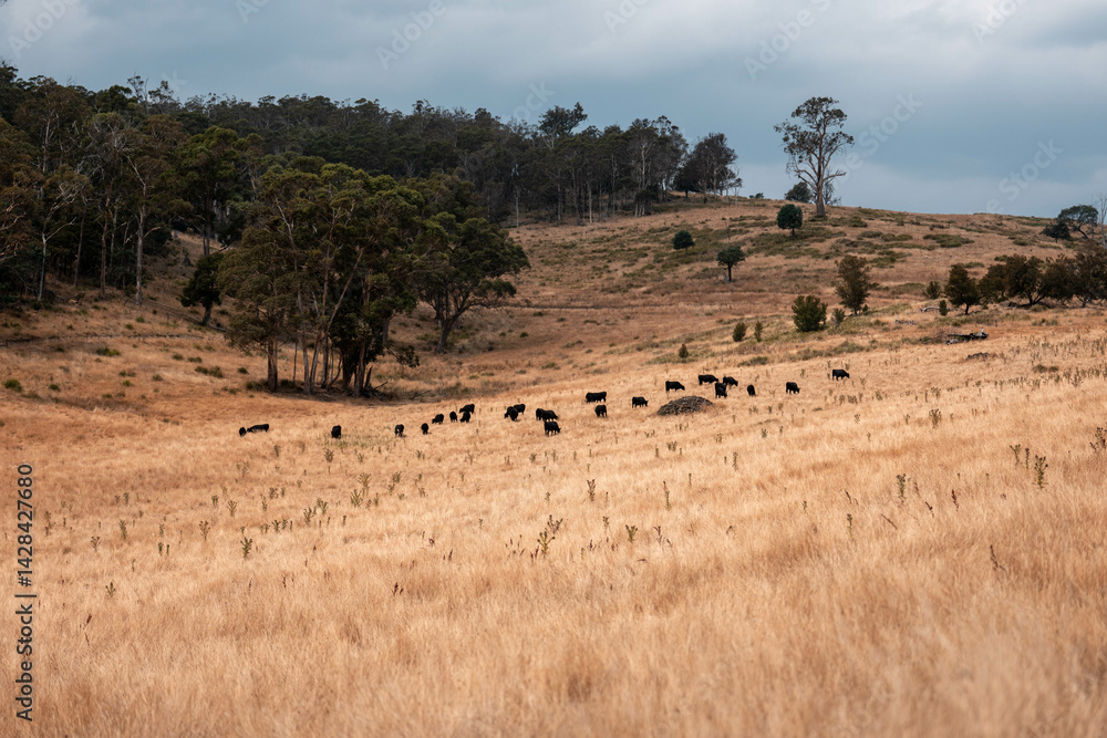 pasture and grasses growing on a regenerative agricultural farm. native ...
