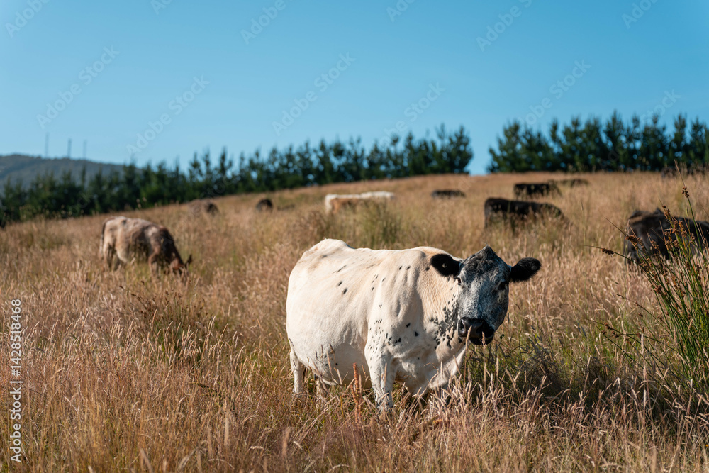 pasture and grasses growing on a regenerative agricultural farm. native ...