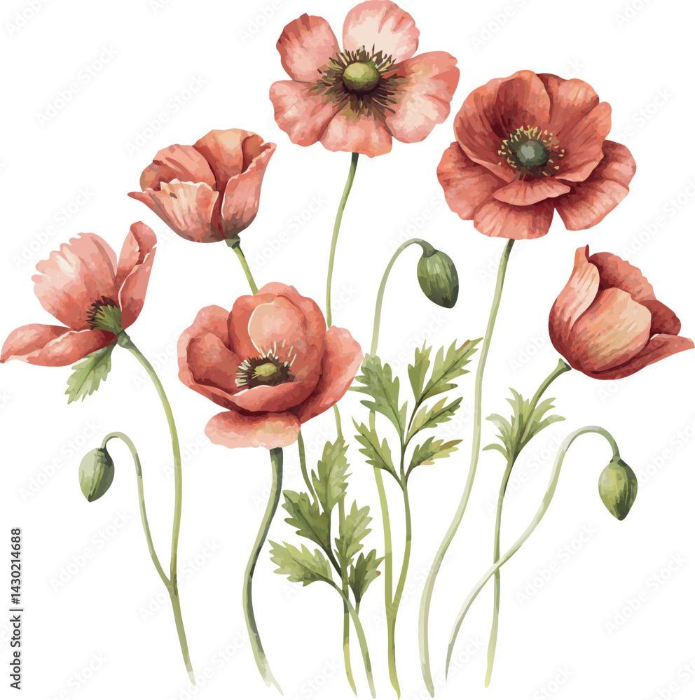 Classic watercolor red poppy flowers vector botanical floral ...