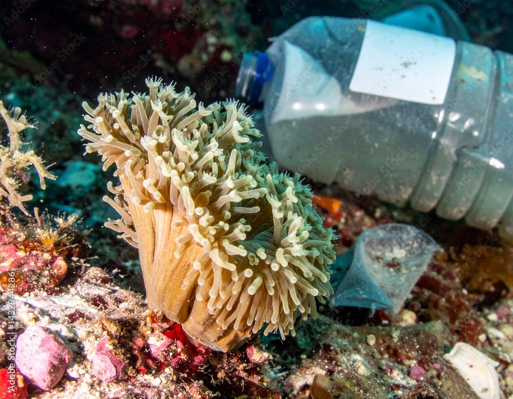 Coral and marine life surrounded by plastic pollution underwater ...