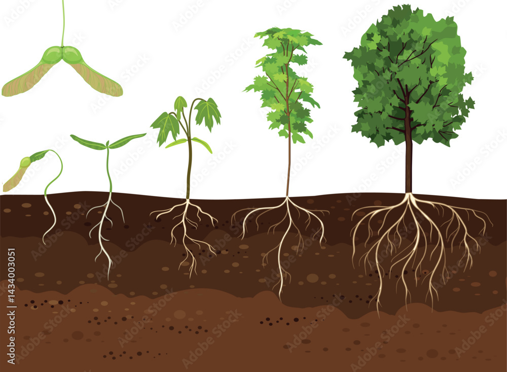 Life cycle of maple tree (Acer platanoides). Growth stages from samara ...