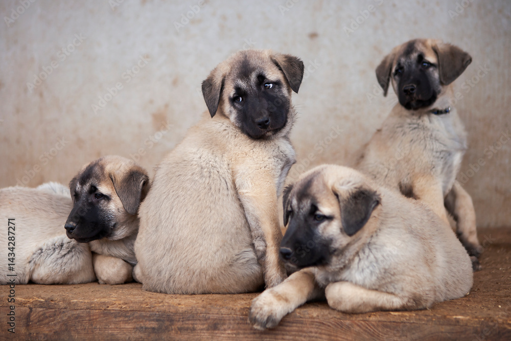 Turkish Shepherd Kangal Puppies. Portrait of a Kangal puppy showing all ...