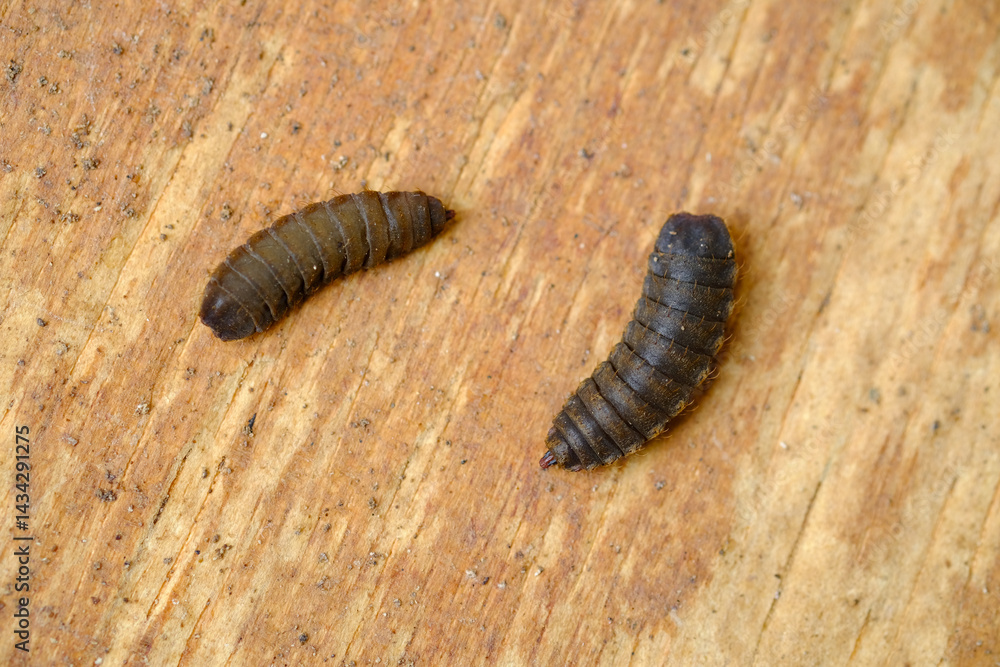 Black Soldier Fly Larvae (Hermetia illucens) or maggots are animals ...