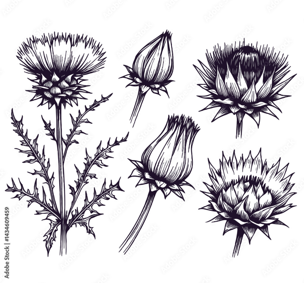 Hand drawn artichokes Botanical drawing. Simple line art thistle, stems ...