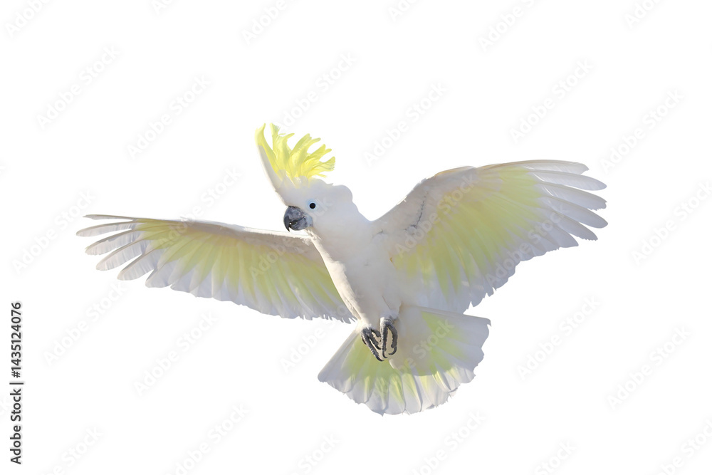 Beautiful Triton Cockatoo parrot flying isolated on transparent ...