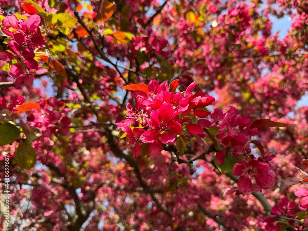 Pink flowers bloom on the branches of the Malus spectabilis tree. Close ...