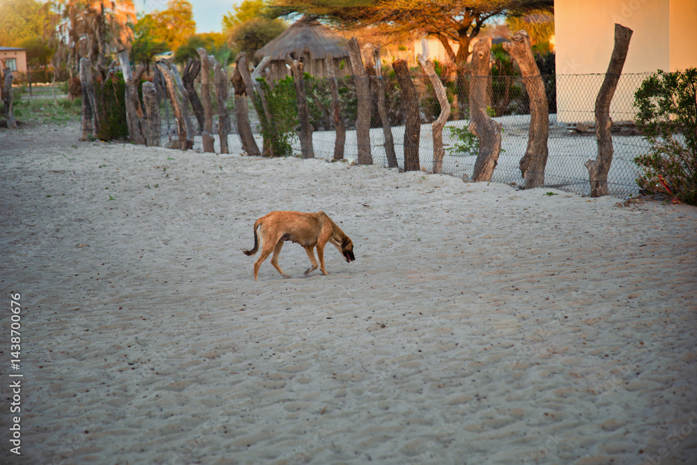 street dog, animal welfare for mongrel, Africanis mutt with red hair in ...