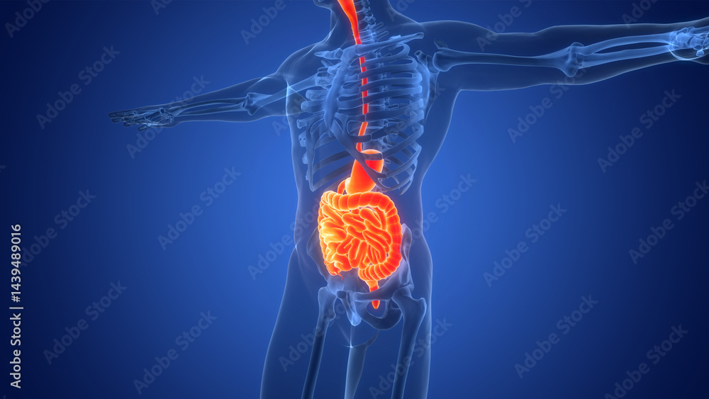Human Digestive System Anatomy Stock Illustration | Adobe Stock