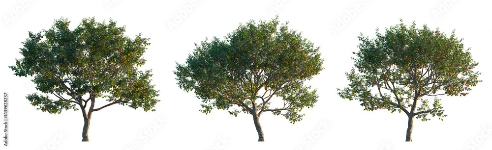 Illustration Stock Malus pumila tree with red fruits isolated png on a ...