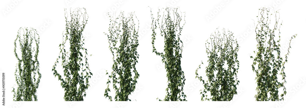Climbing creeper ivy plant isolated png on a transparent background ...