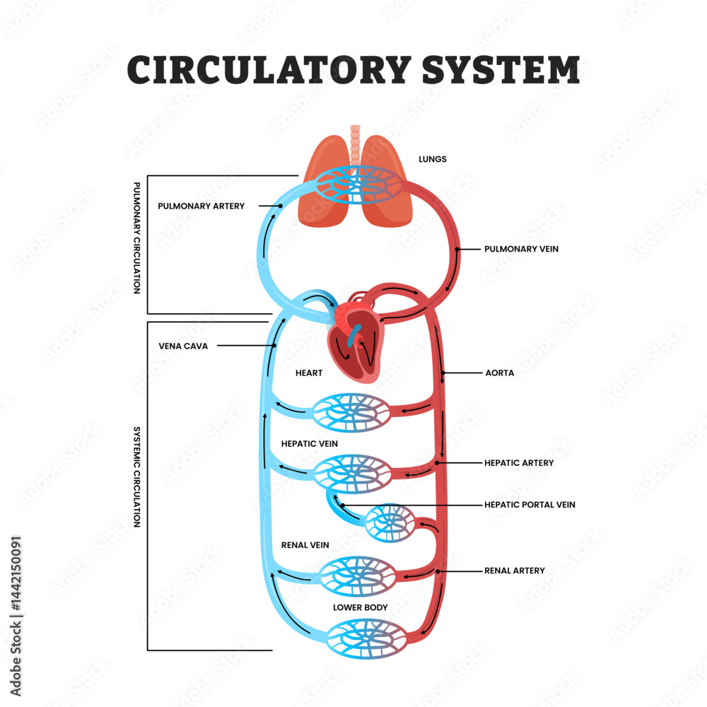 Circulatory system, educational medical poster design healthcare scheme ...