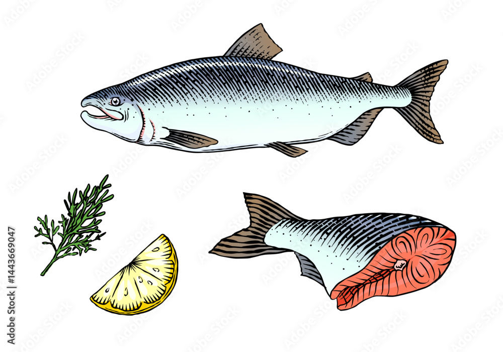 Fish sketch. Salmon fillet, ink hand drawn vector illustration. Steaks ...