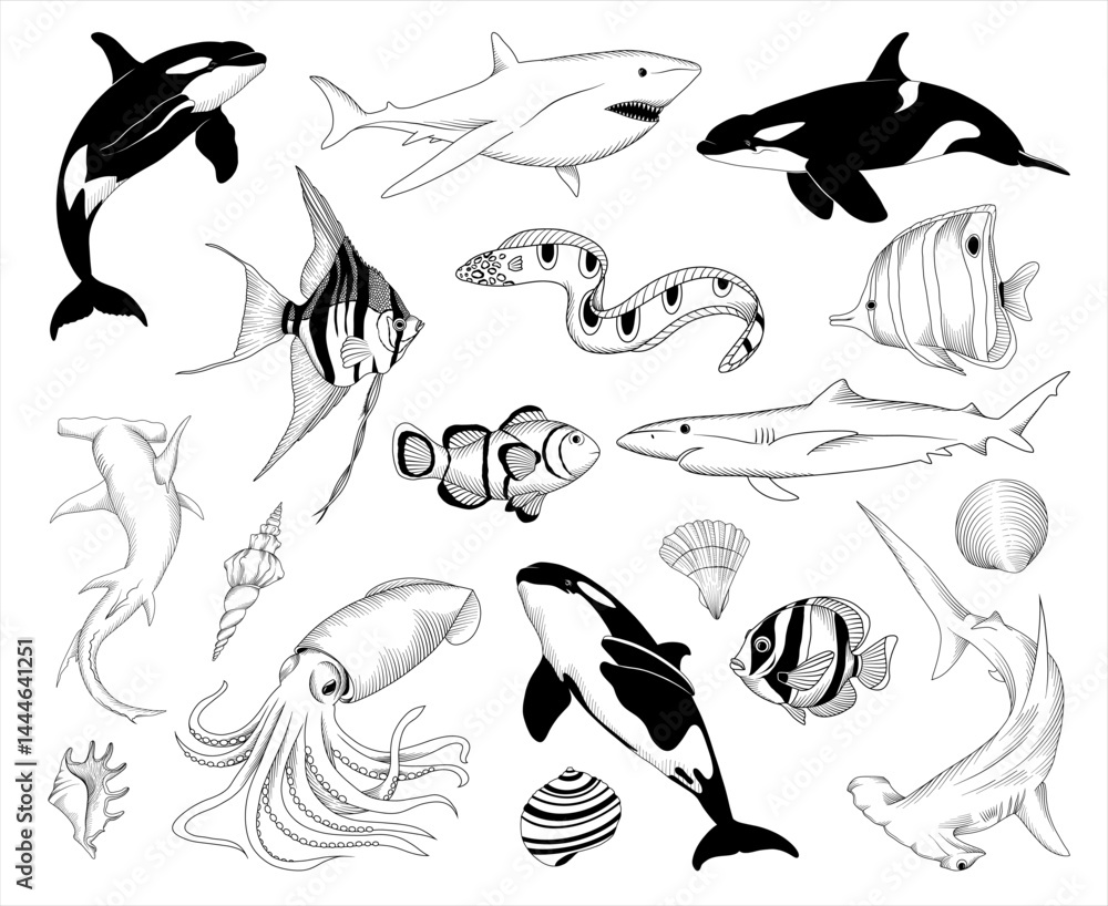 Set of vector hand drawn sea animals illustrations, line drawing animal ...