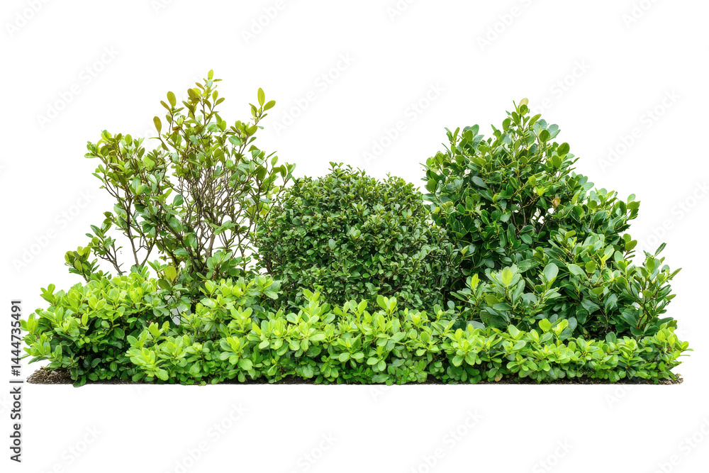 High quality shrubs and bushes image in transparent PNG for digital ...