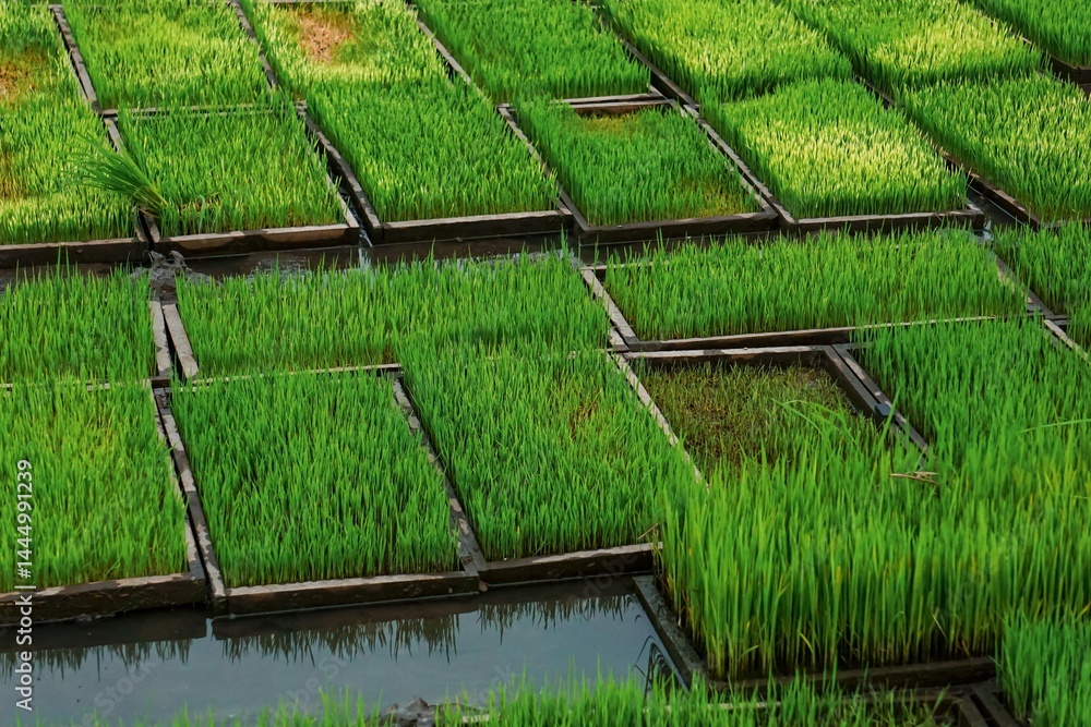 Rice seedlings sprouting in a rectangular container, a crucial stage in ...