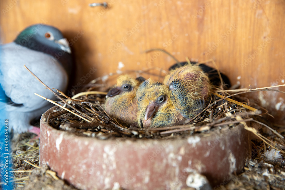 Femelle pigeon dans une cage avec son nid et deux pigeonneaux âgés d ...