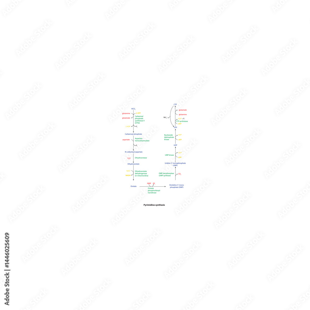 Pyrimidine synthesis diagram - simple schematic illustration of ...