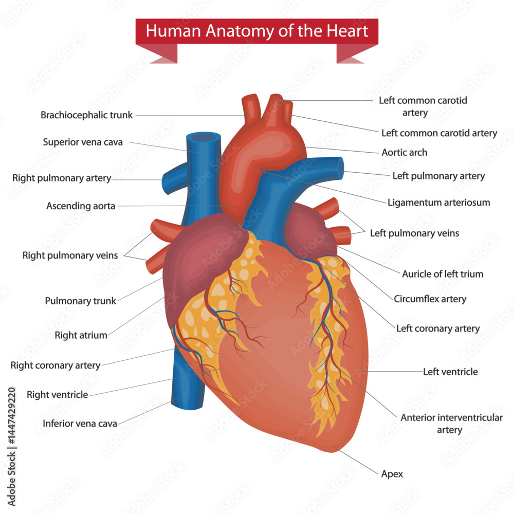 Vector illustration of human heart anatomy. Detailed diagram showing ...