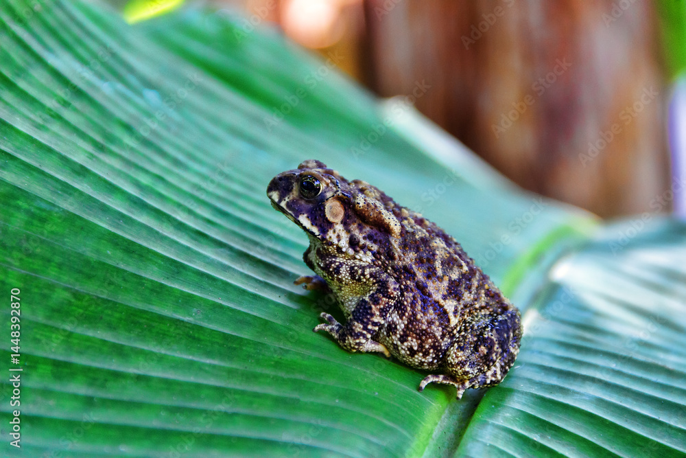 Ferguson's toad (Bufo fergusonii) in past Schneider's (dwarf) toad ...