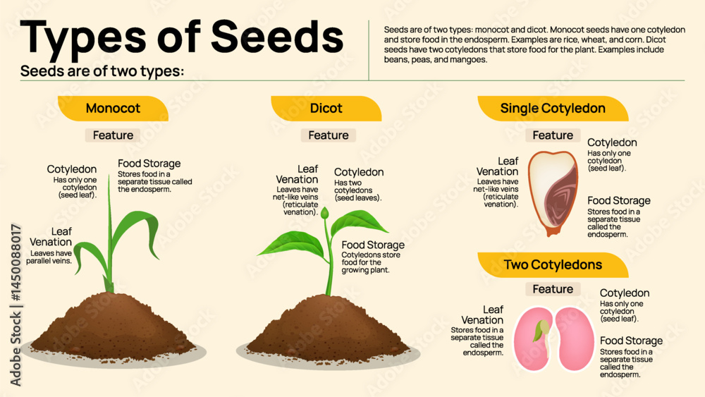 Types of Seeds – Monocot and Dicot Comparison Chart with Features ...