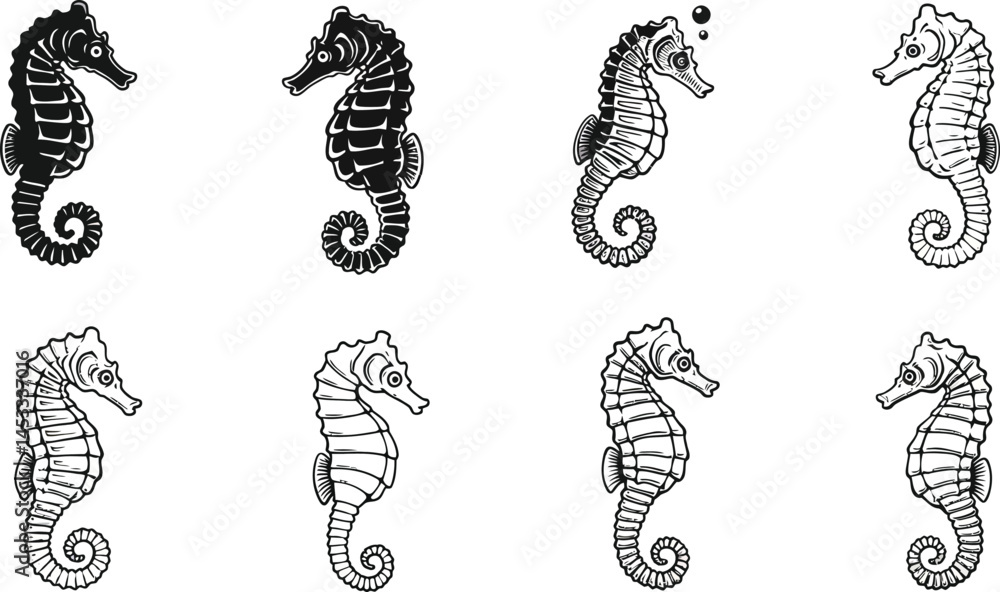 Seahorse detailed black and white vector illustrations showing various ...