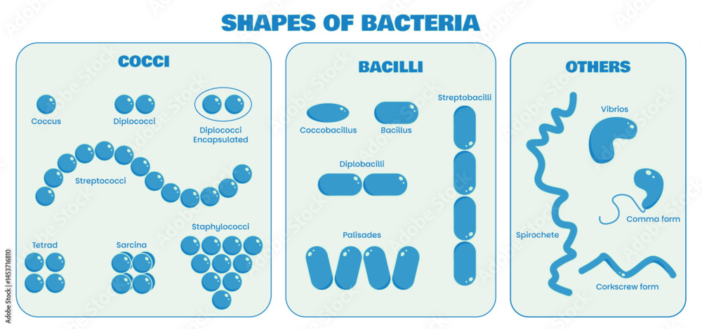 Infographic illustrating the main shapes and classifications of ...