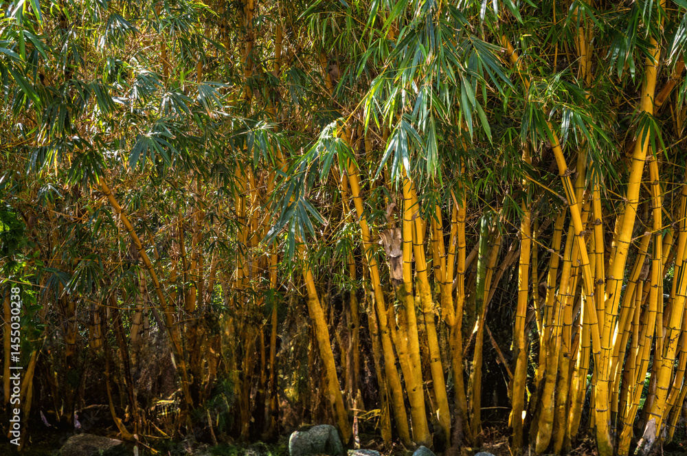 Background of a Tropical Bamboo Grove in the Manoa Rainforest in ...