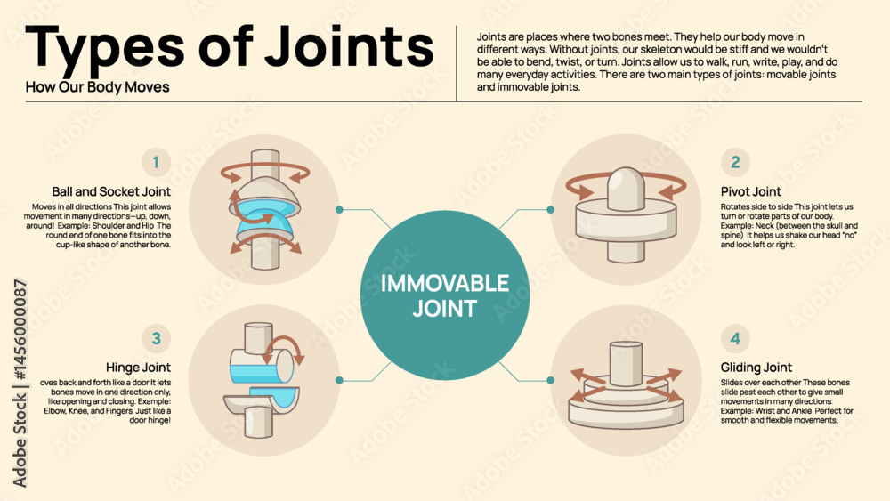 Types of Human Joints Infographic – Educational Diagram of Movable and ...