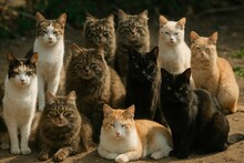 7 Cats In Various Colours Free Stock Photo - Public Domain Pictures