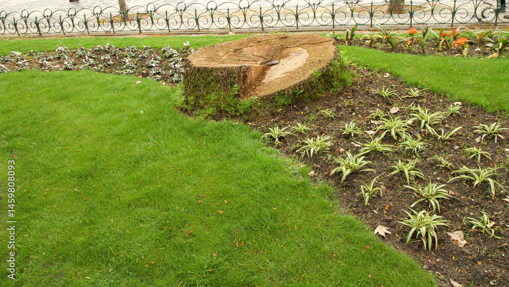 deforestation, stump, climate, environment, destruction, tree, nature ...