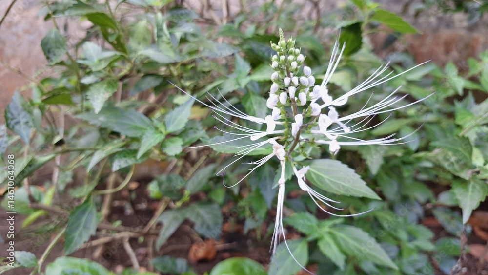 Orthosiphon Aristatus White Flower Close-Up Herbal Plant Known as Java ...