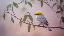 Verdin Bird Free Stock Photo - Public Domain Pictures