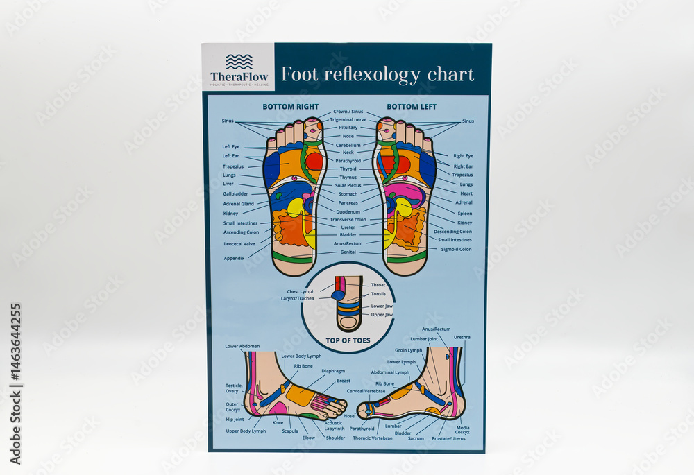 Bologna - Italy - March 5, 2025: Wooden foot reflexology chart by ...