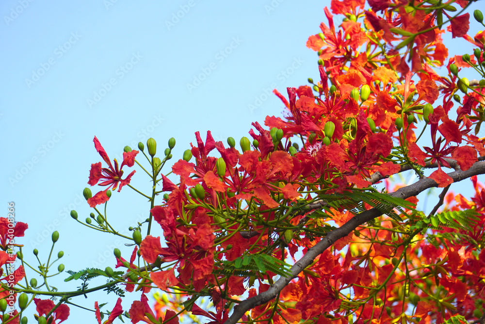 Summer red Delonix regia flowers in Thailand. Delonix regia flower ...