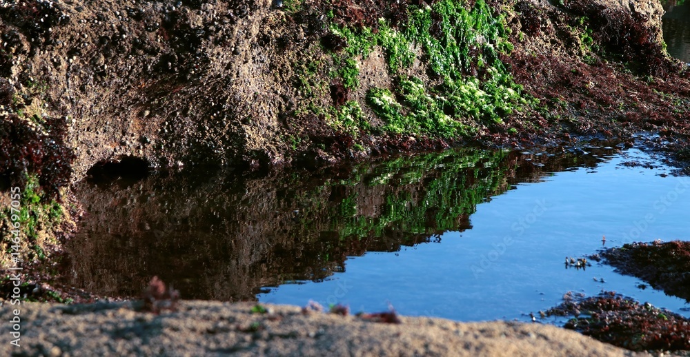 Rocks at low tide. Landscape of a wild rocky beach. Reefs. Sand ...