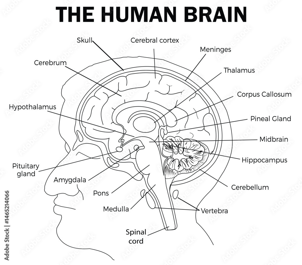 Labeled Diagram of the Human Brain – Anatomy of Brain Parts in Side ...