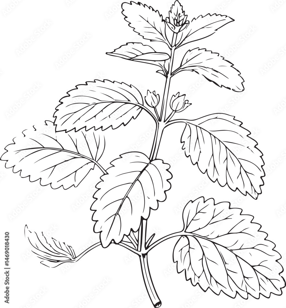 Lemon balm, Healing Plant, Natural Remedy, Naturopathy, Black and White ...