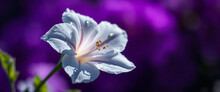 Four O'Clock Flowers Close-up Free Stock Photo - Public Domain Pictures