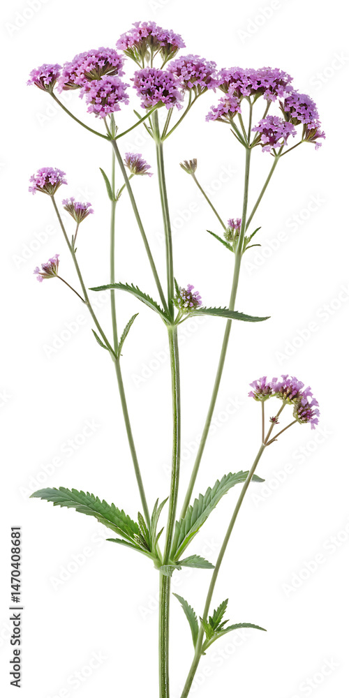 frontal Verbena bonariensis (the purpletop vervain, clustertop vervain ...