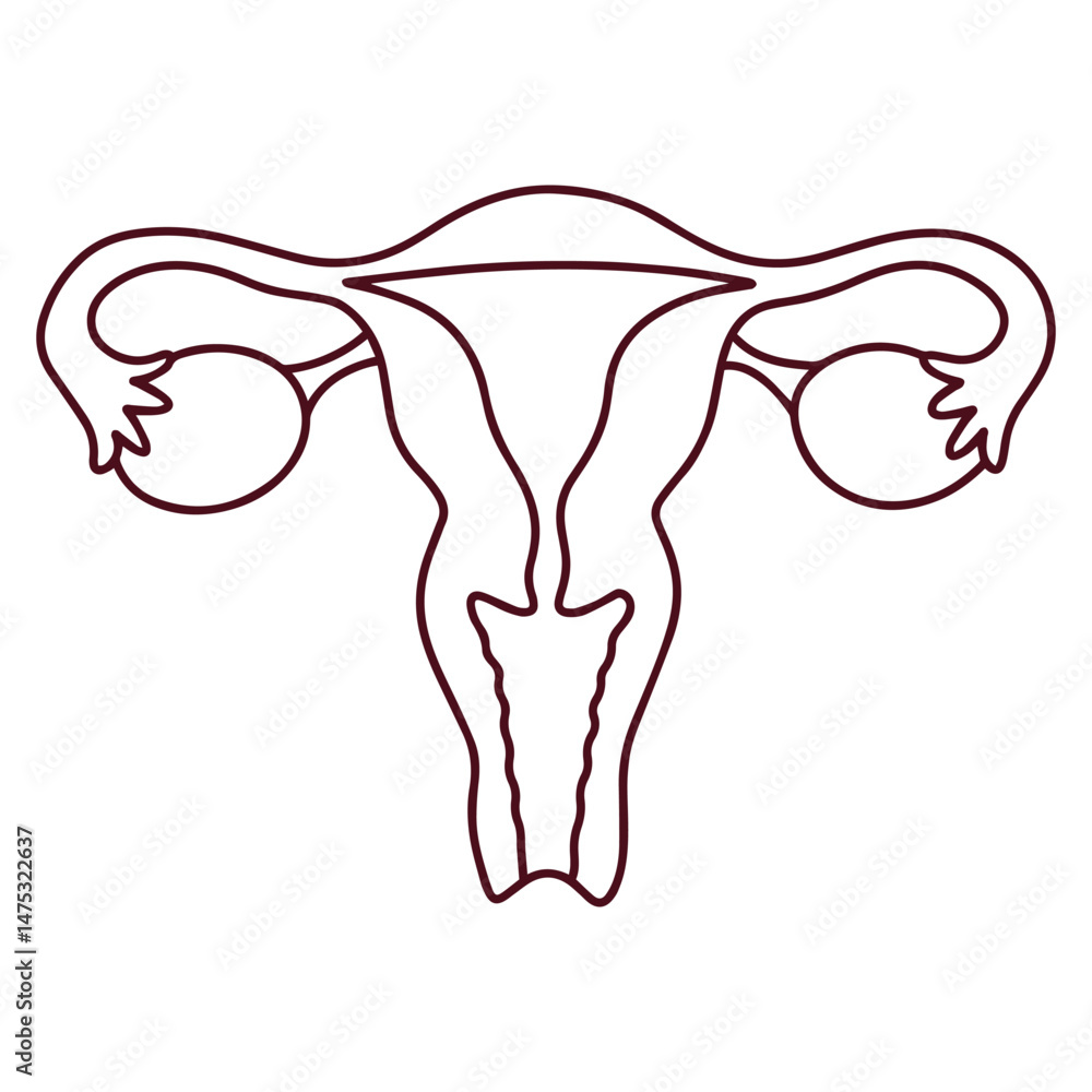 Minimalist black and white line art diagram showing female reproductive ...